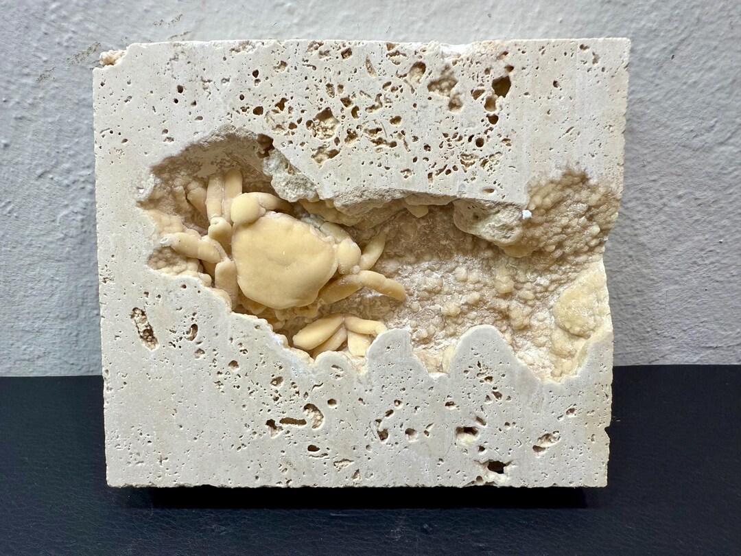 Pleistocene Potamon Crab Fossil on Travertine Tile - Etsy