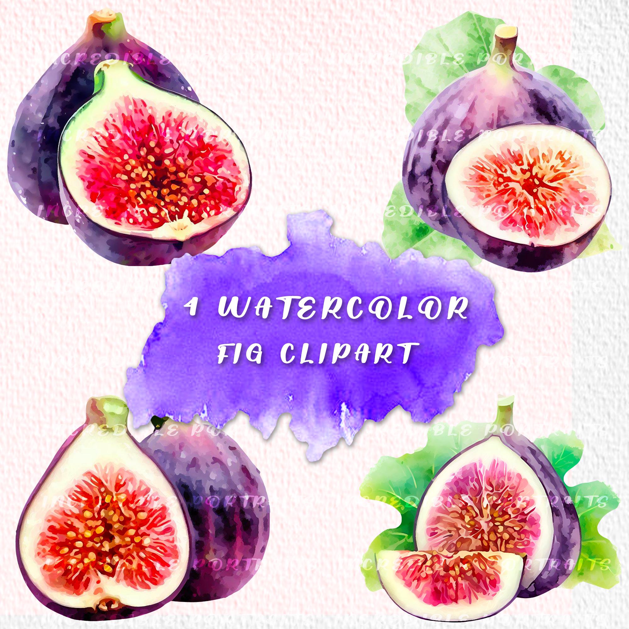 Watercolor Fig Clipart Set, 4 Fig PNG Images, Hand-painted Fruit ...