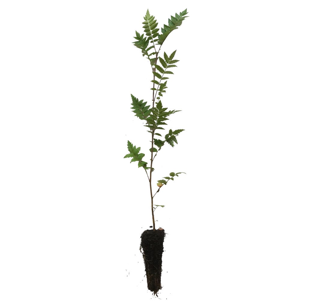 10 Rowan Trees (sorbus Aucuparia) Native British Cell Grown From ...