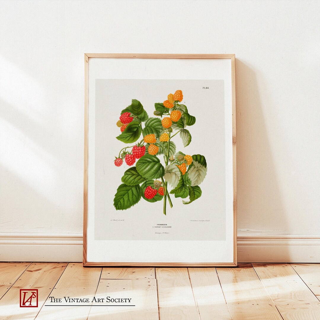 Raspberry Plant Art Print - Botanical Wall Decor, Raspberry Fruit ...