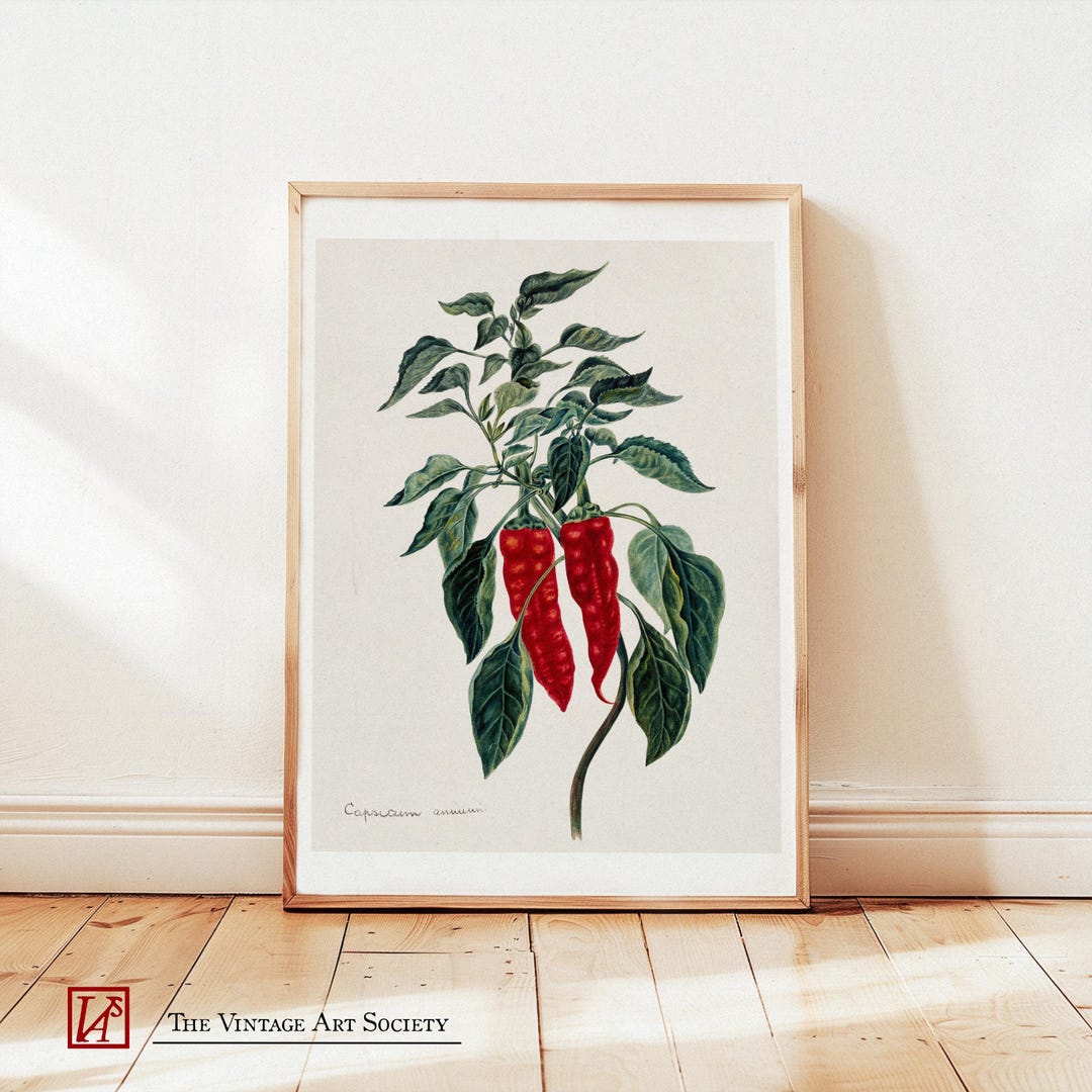 Vintage Chilli Botanical Print: South American Kitchen Art (digital ...