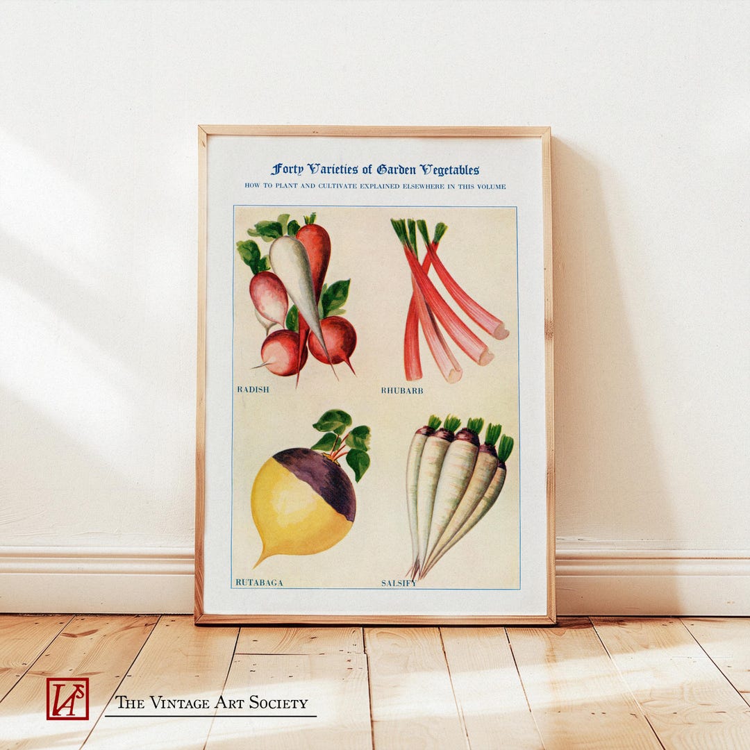 Vintage Vegetable Chart Print: Radish, Rhubarb, Rutabaga, Salsify - Etsy