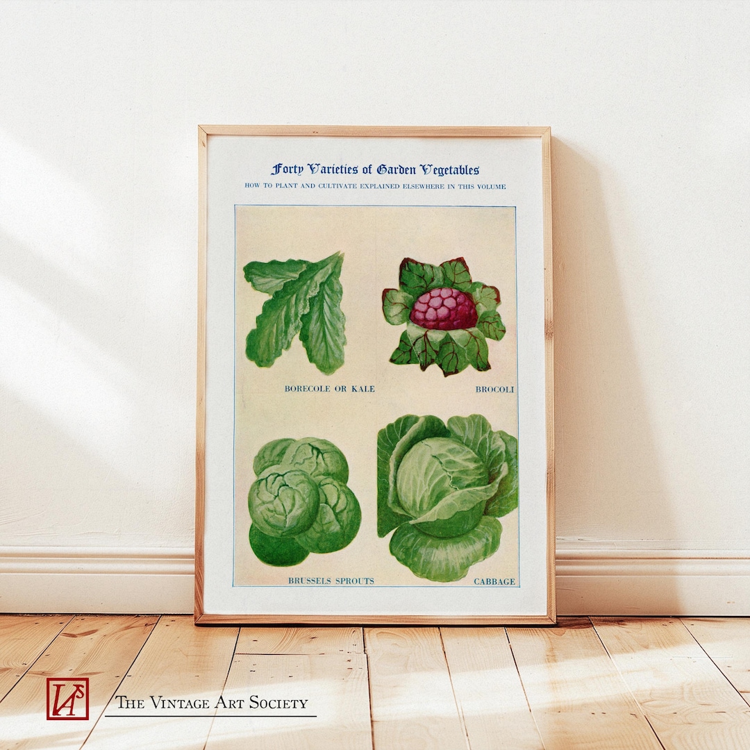 Vintage Botanical Vegetable Chart Poster: Kale, Cabbage, Broccoli ...