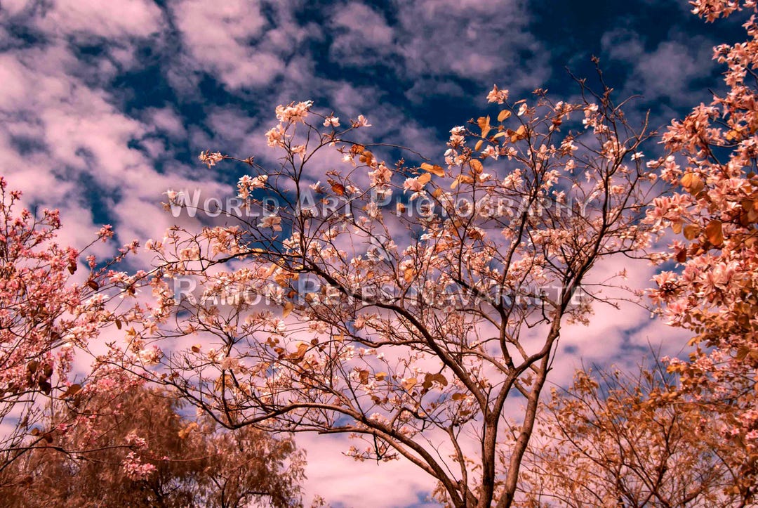 The Almond Tree, Almond Tree in Bloom, Infrared Photography, Photos of ...