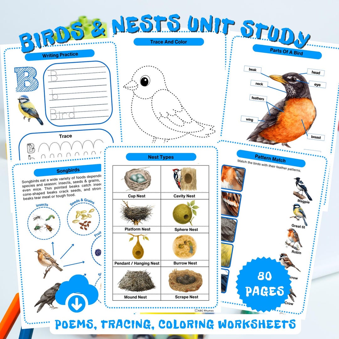 Birds Unit Study: Anatomy, Species, Poems. Kindergarten Nest Worksheet ...