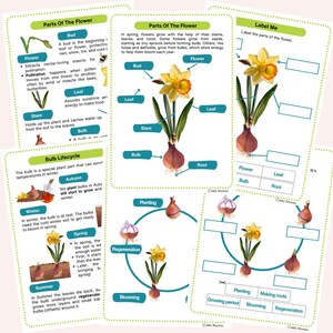 Spring Flowers Unit Study: Poem, Bulb Life Cycle, Daffodil Anatomy ...