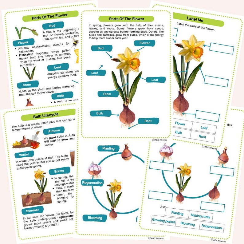 Spring Flowers Unit Study: Poem, Bulb Life Cycle, Daffodil Anatomy ...