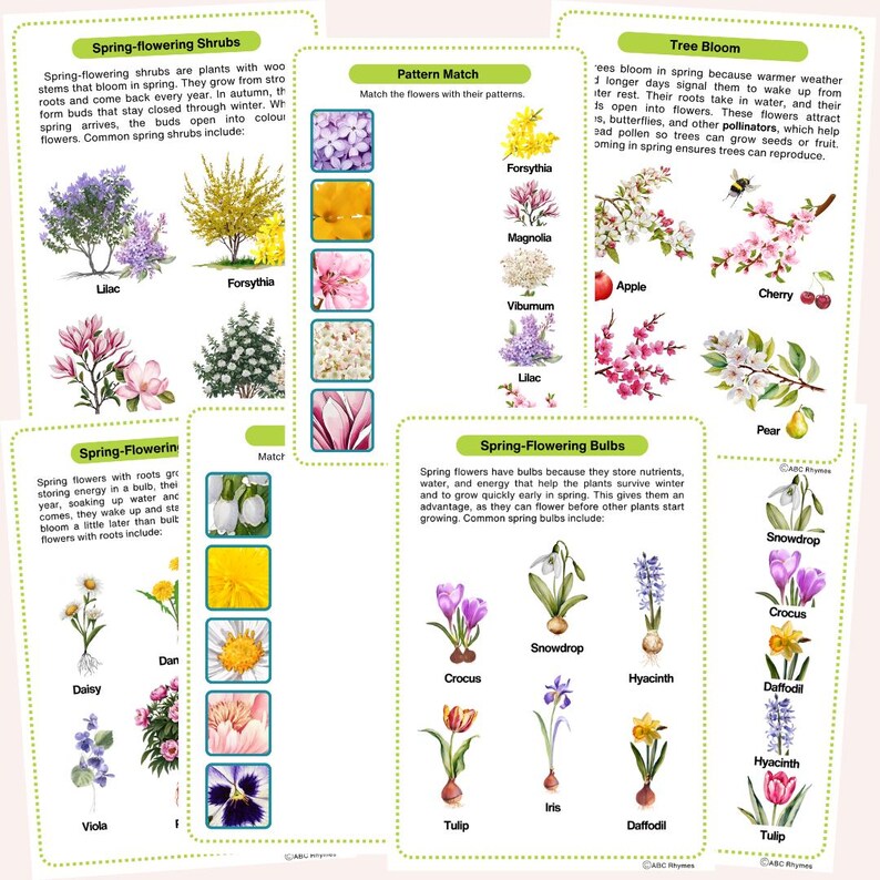 Spring Flowers Unit Study: Poem, Bulb Life Cycle, Daffodil Anatomy ...