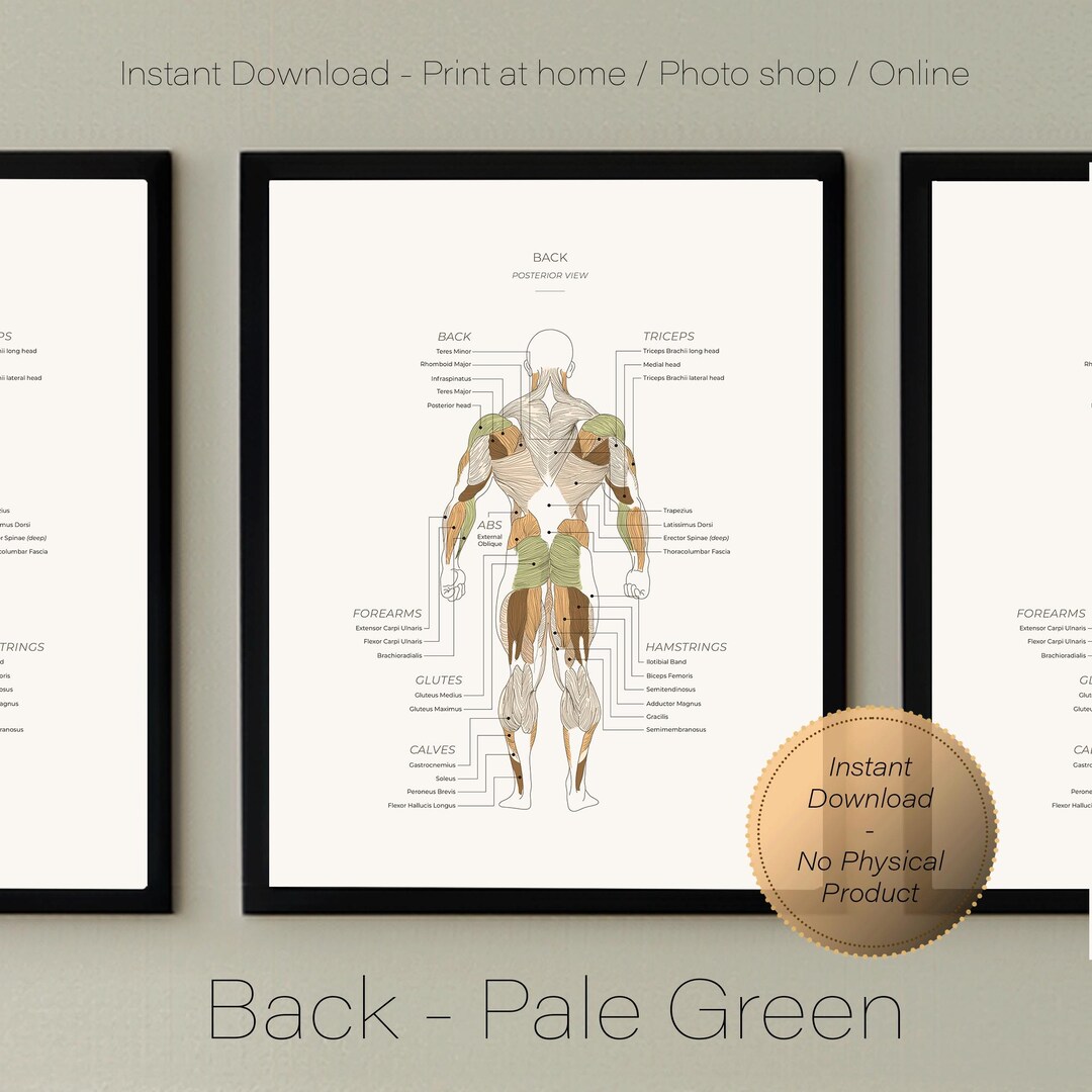 1x Muscle Anatomy A3 Poster - Back View - Pale Green - Etsy