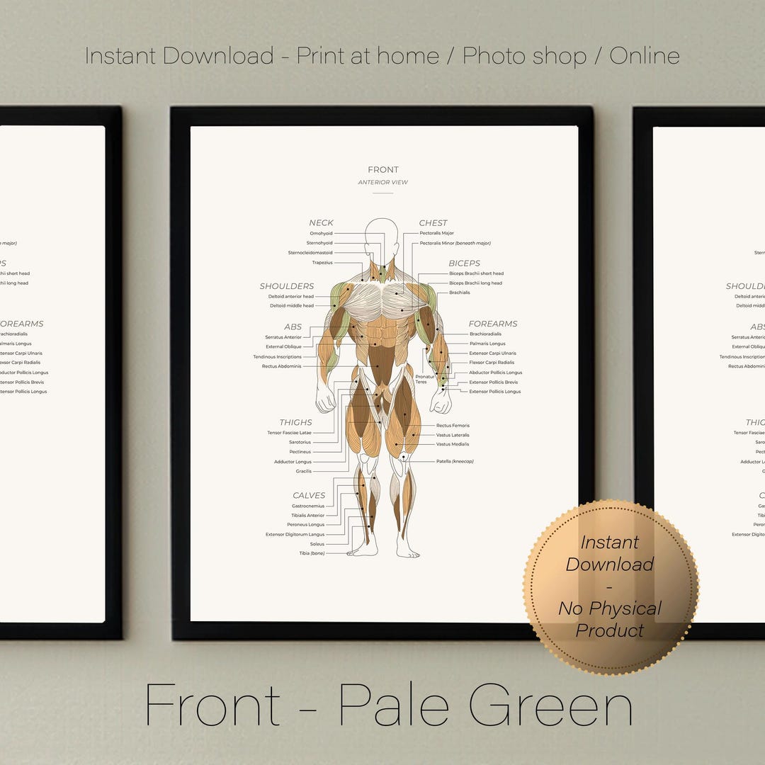 1x Muscle Anatomy Print - Front View - Pale Green - Etsy