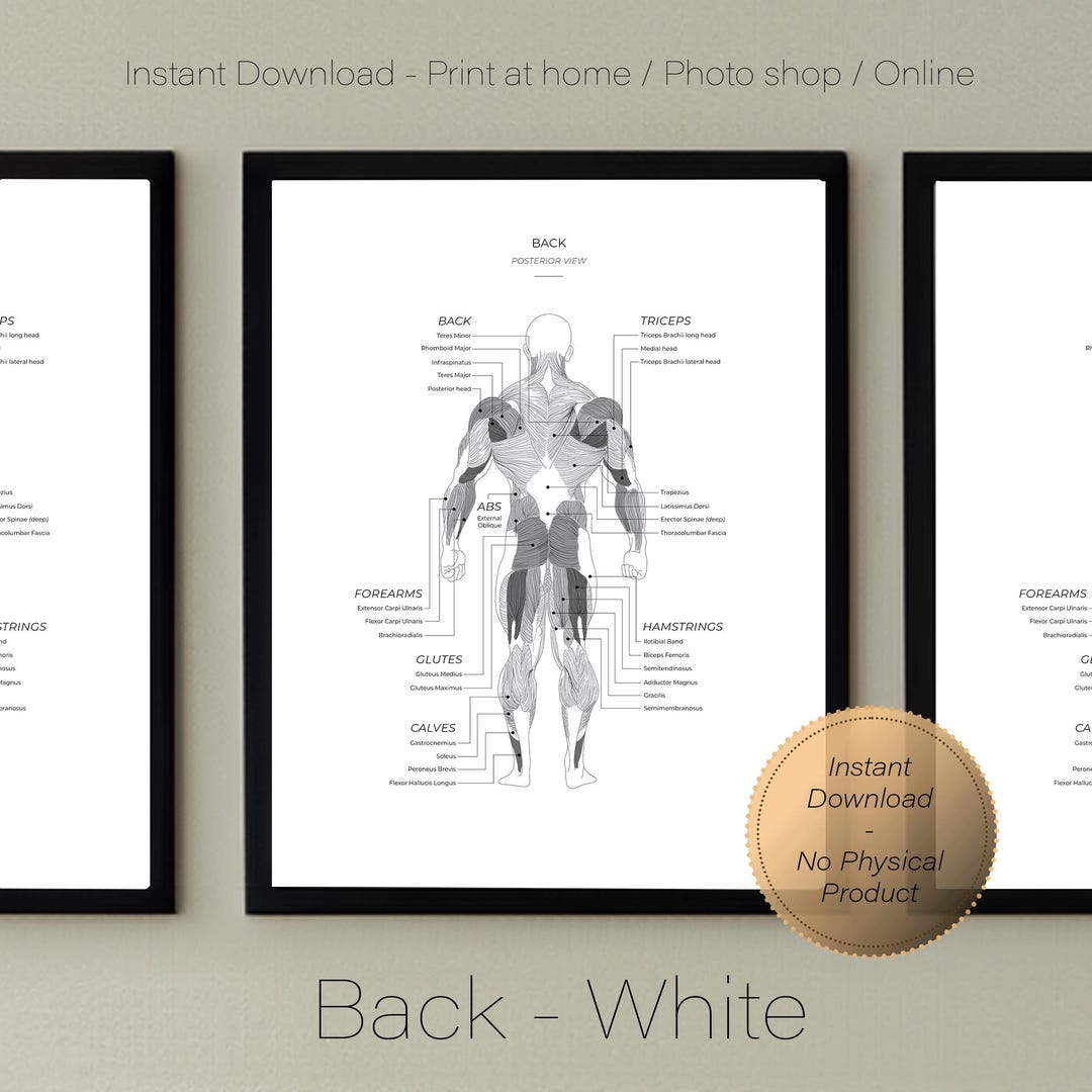 1x Muscle Anatomy Poster Back View A3 - White - Etsy