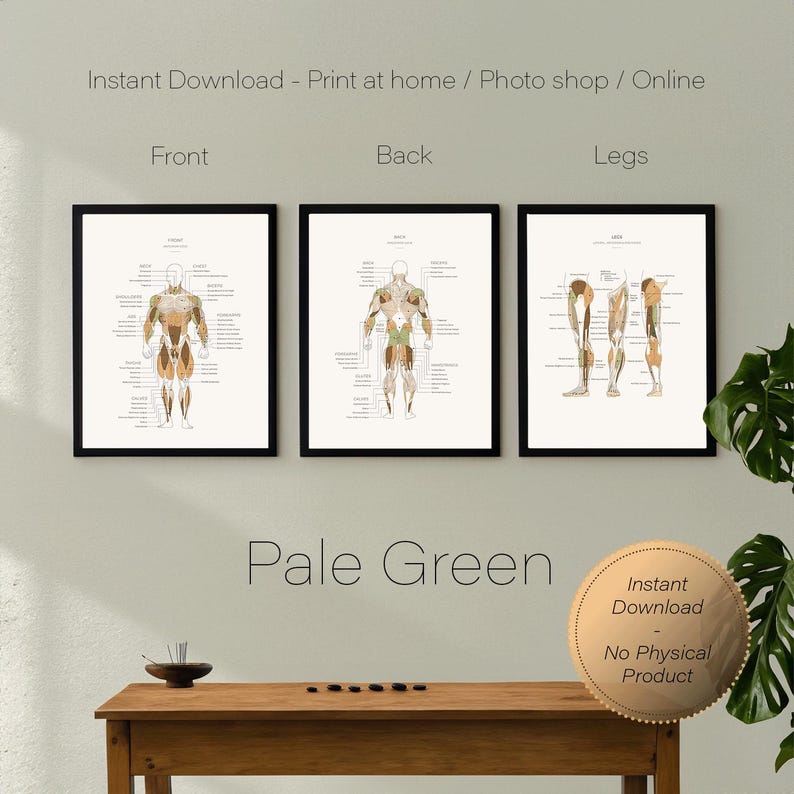 1x Muscle Anatomy A3 Poster - Front View - Pale Green - Etsy Australia