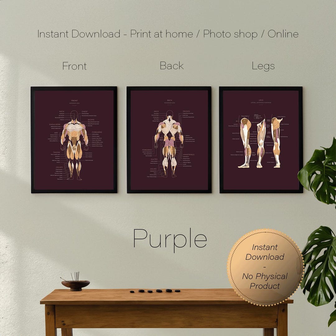 3x Muscle Anatomy Poster Series A3 - Purple - Etsy