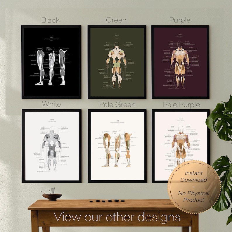 3x Muscle Anatomy Prints Series - White - Etsy Australia