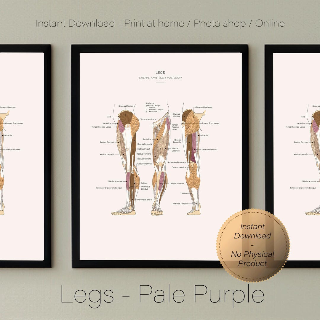 1x Muscle Anatomy A3 Poster - Legs View - Pale Purple - Etsy