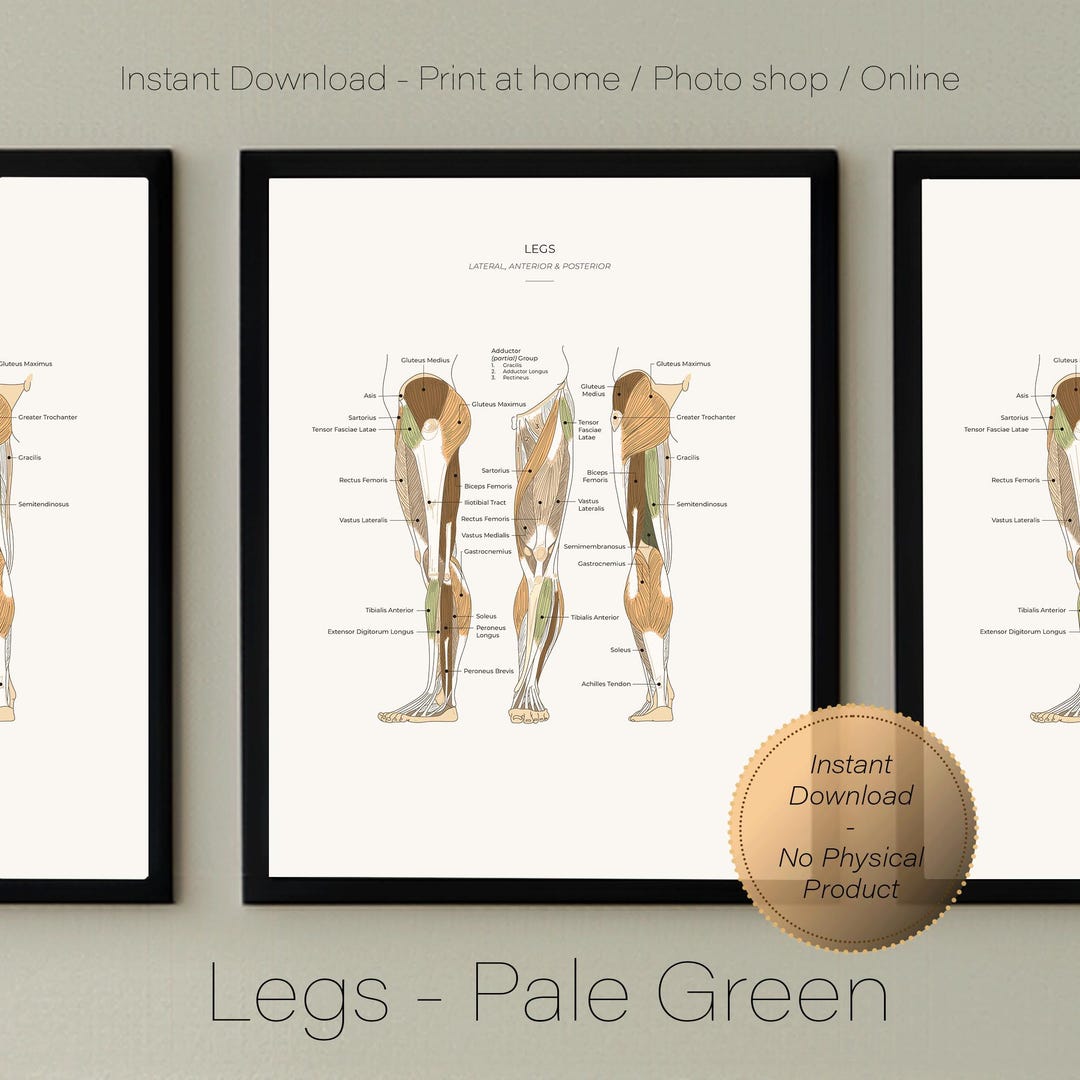 1x Muscle Anatomy Print - Legs View - Pale Green - Etsy