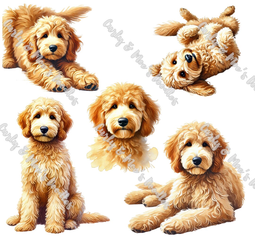 Golden Doodle Watercolor Clipart Bundle | Dog PNG (digital Download) - Etsy