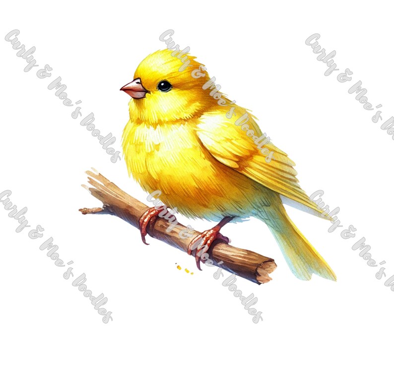 Watercolor Bird Clip Art Bundle | Cute PNG Illustrations (digital ...