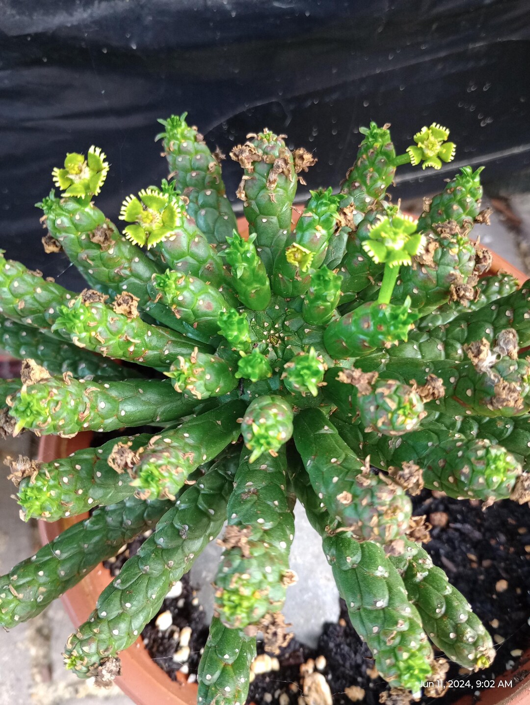 Euphorbia Flanaganii- Medusa's Head Succulent - Etsy