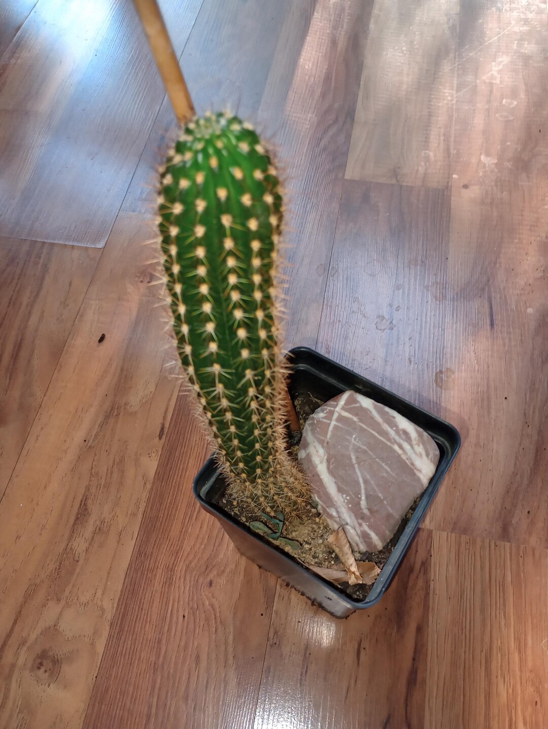 Trichocereus Grandiflorus Hybrid- Cactus - Etsy