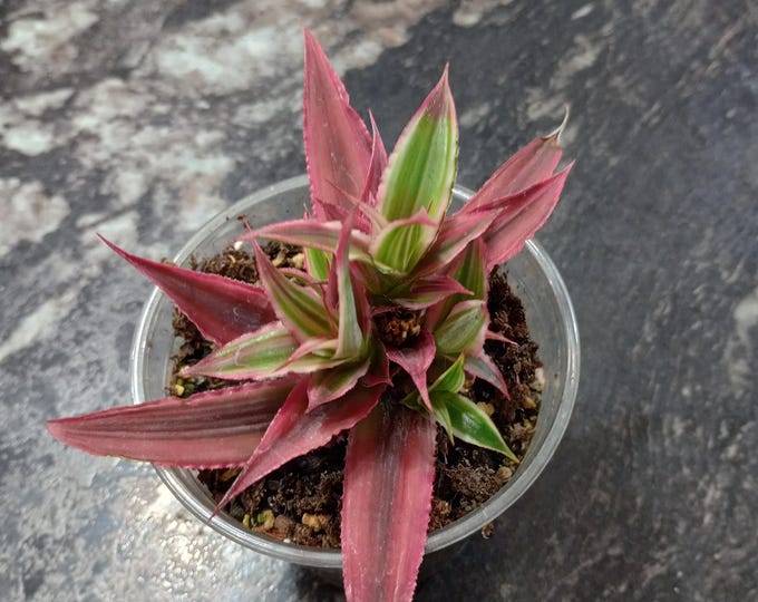 Bromeliad Cryptanthus "ruby Red"- Earthstar - Etsy
