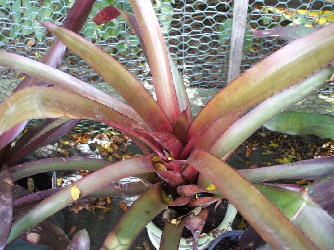 Bromeliad Aechmea "burgundy" - Etsy