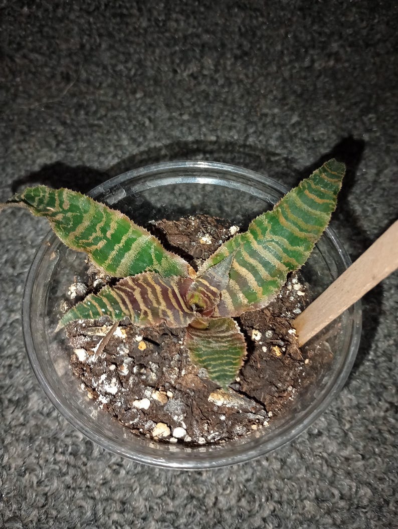 Bromeliad Cryptanthus Fosterianus "elaine"- Earthstar - Etsy