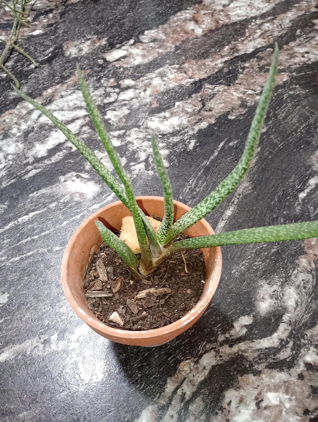 Gasteria Carinata- Succulent Plant - Etsy