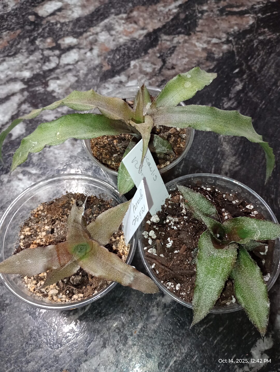 Bromeliad Cryptanthus- Aucaulis V. Rubra, Red Eye Gravy & Lavender ...