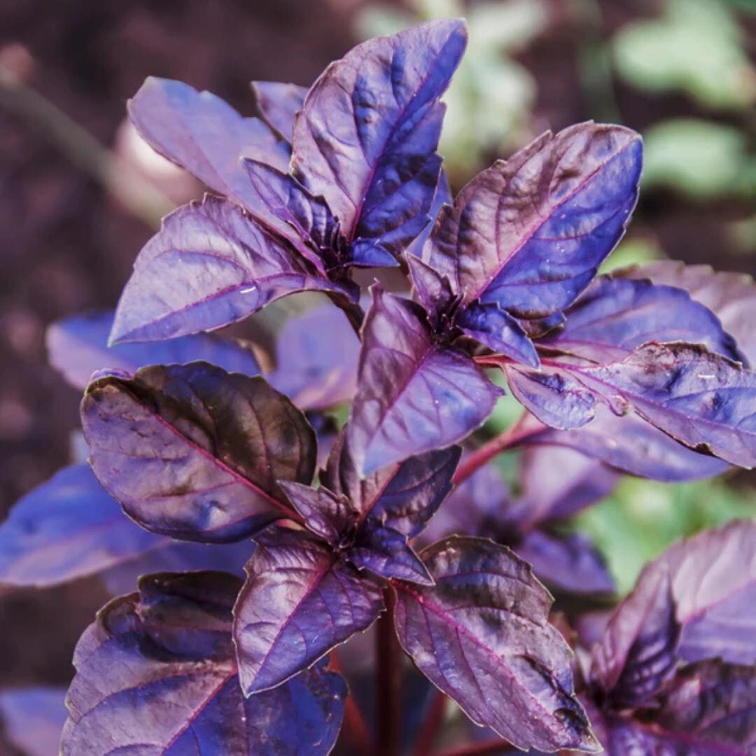 Purple Basil Seeds Organic Heirloom, Open Pollinated, Grow Indoors ...