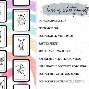 Beetles Coloring Pages, Printable Sheets PDF, Insects, Nature Study ...