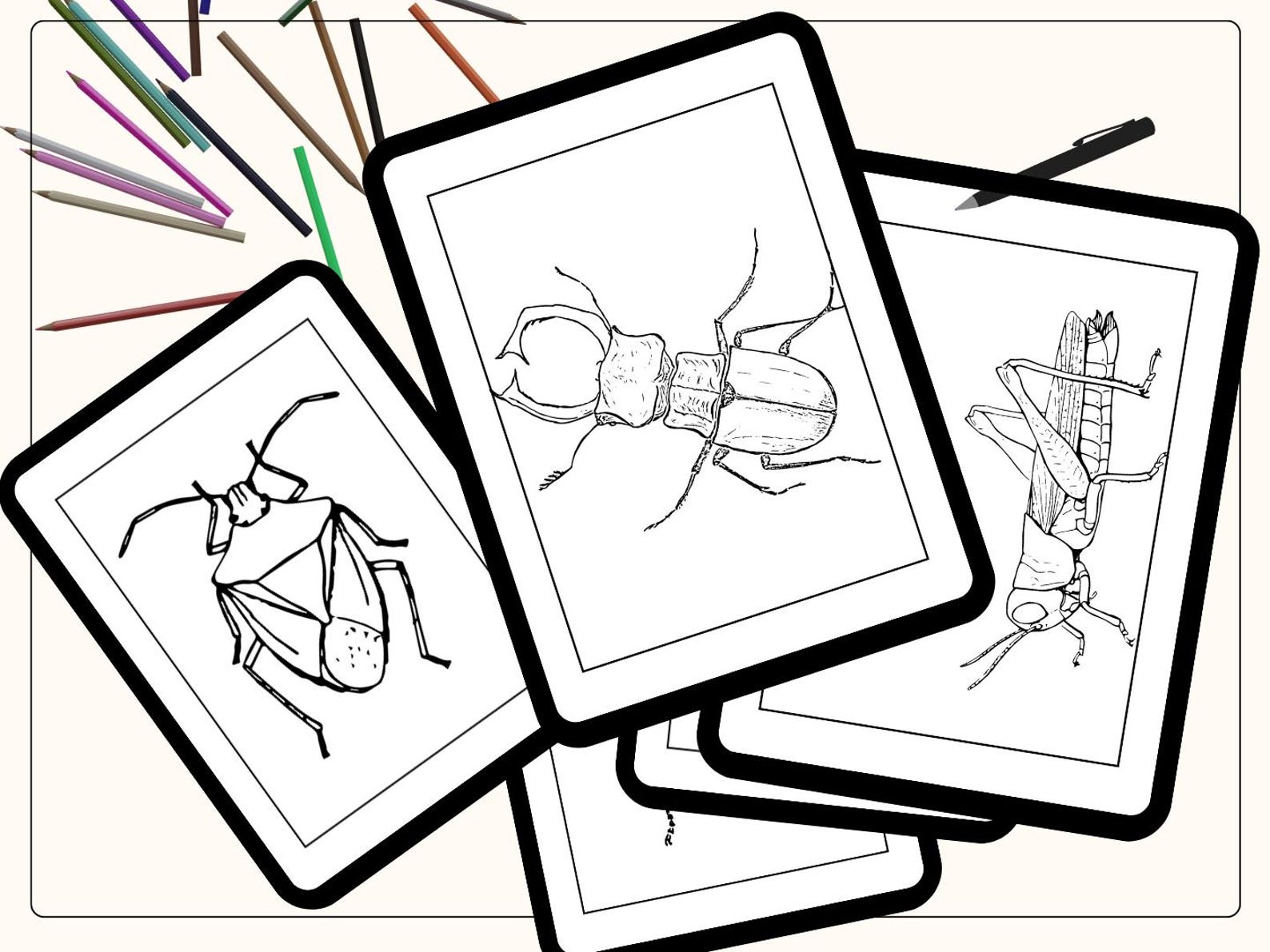 Beetles Coloring Pages, Printable Sheets PDF, Insects, Nature Study ...