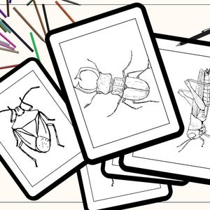 Beetles Coloring Pages, Printable Sheets PDF, Insects, Nature Study ...