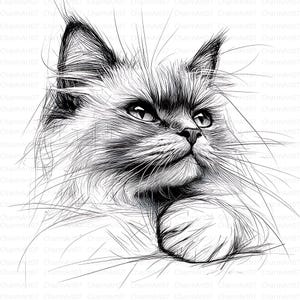 20 Cat Line Art Clip Art, Cat Line Drawing,animal Line Art, High ...
