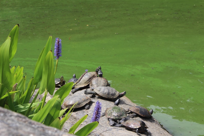 Turtles, Central Park, New York City, Digital Download Photo - Etsy