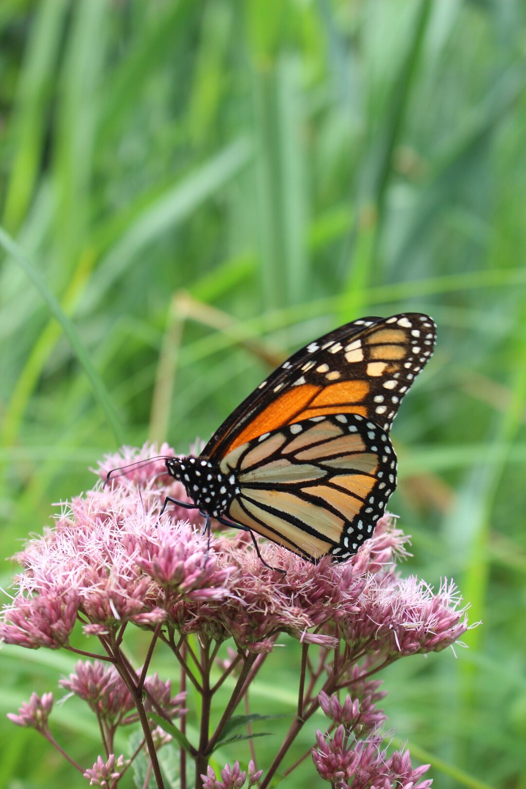 Monarch Butterfly on Flower, Digital Download Photos - Etsy