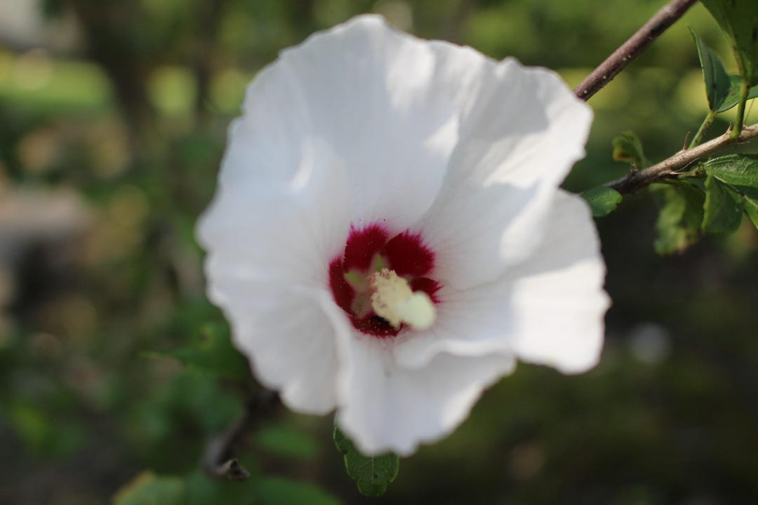 White Hibiscus, Digital Download Photo - Etsy