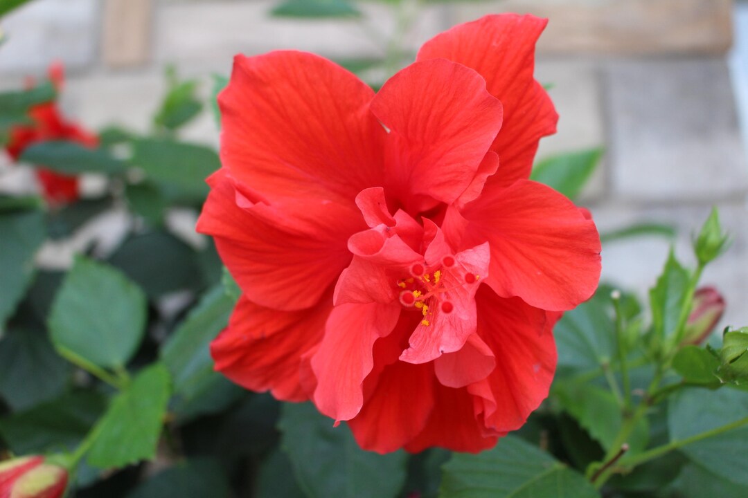 Red Hibiscus, Digital Download Photo - Etsy