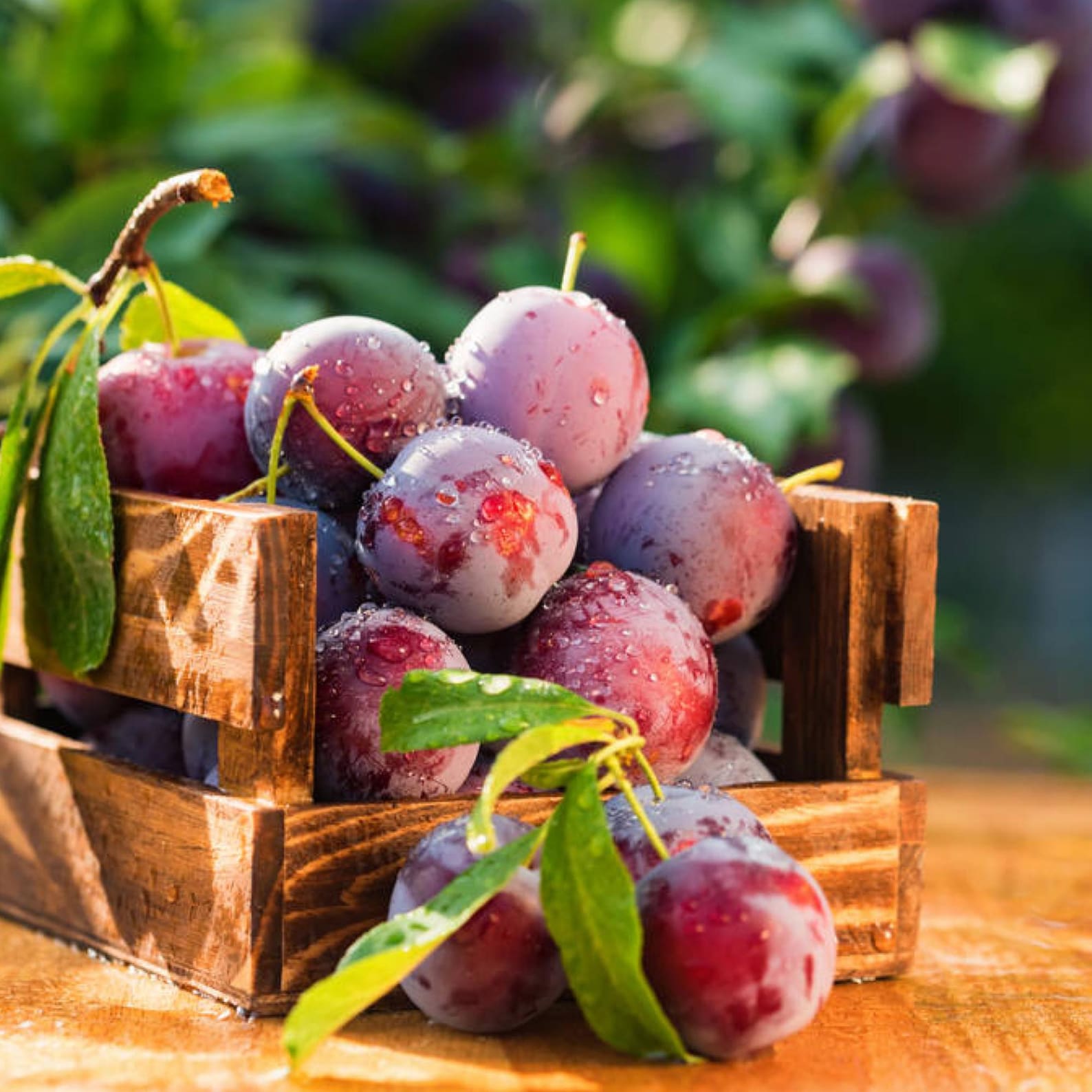 Fresh Angelica Plums – Juicy, Tart & Naturally Grown, Garden to Table ...