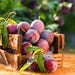 Fresh Angelica Plums – Juicy, Tart & Naturally Grown, Garden to Table ...