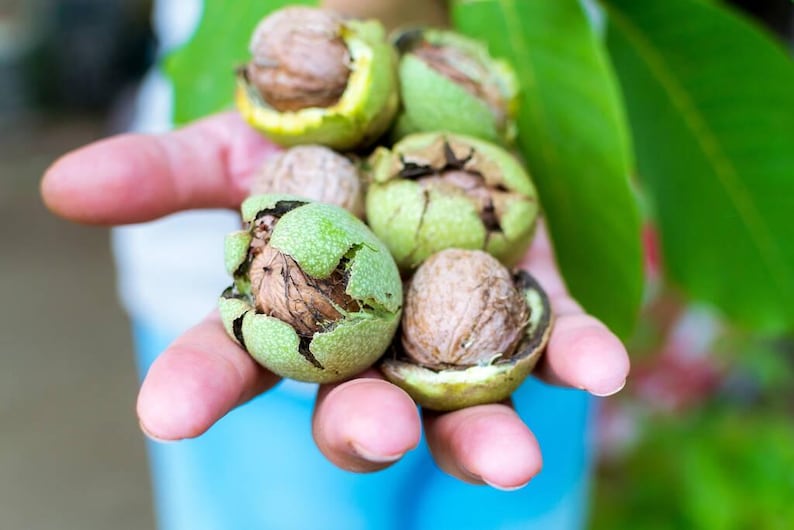 Organic Walnut, WALNUTS With Shell, High Quality Walnut, Healthy Snack ...