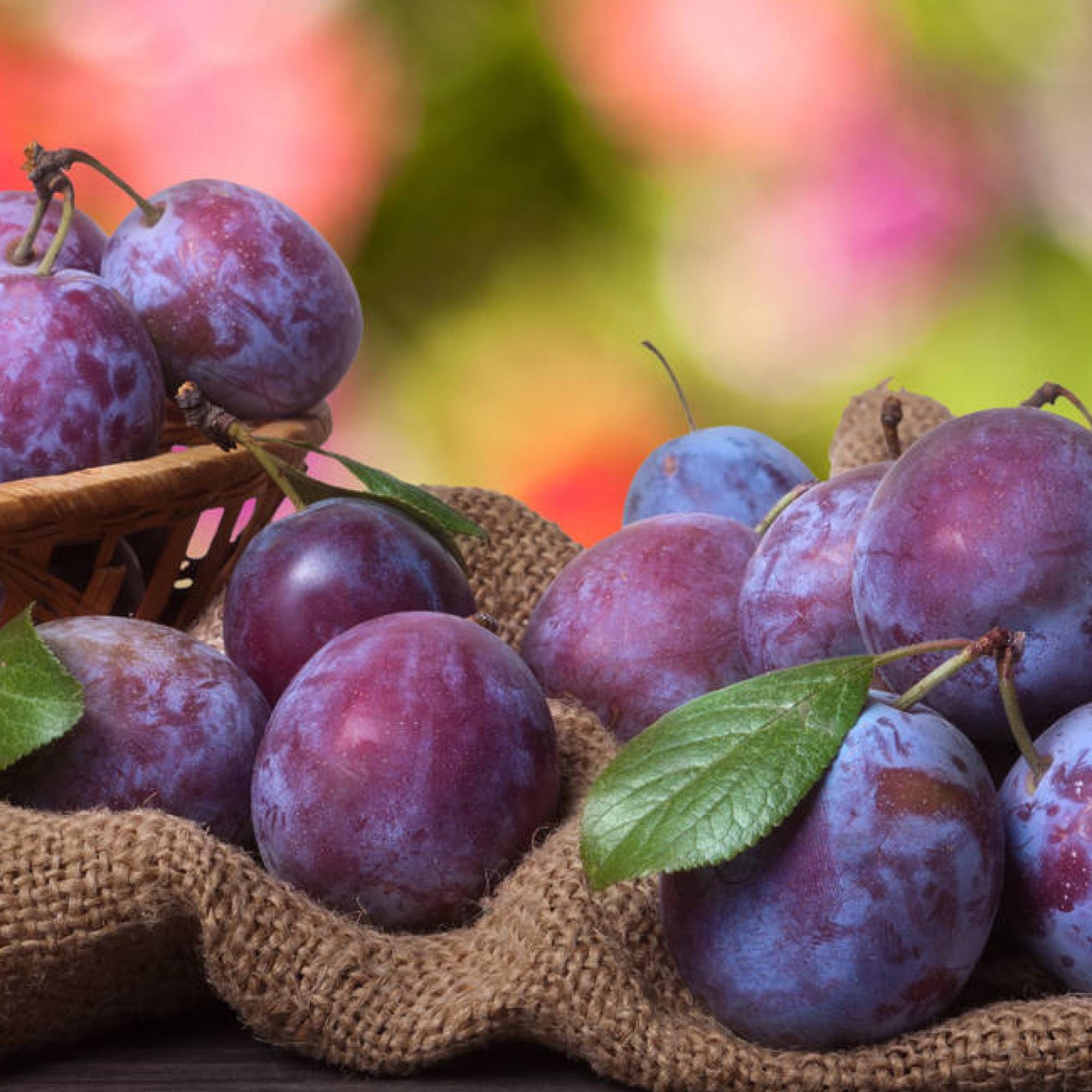 Fresh Angelica Plums – Juicy, Tart & Naturally Grown, Garden to Table ...