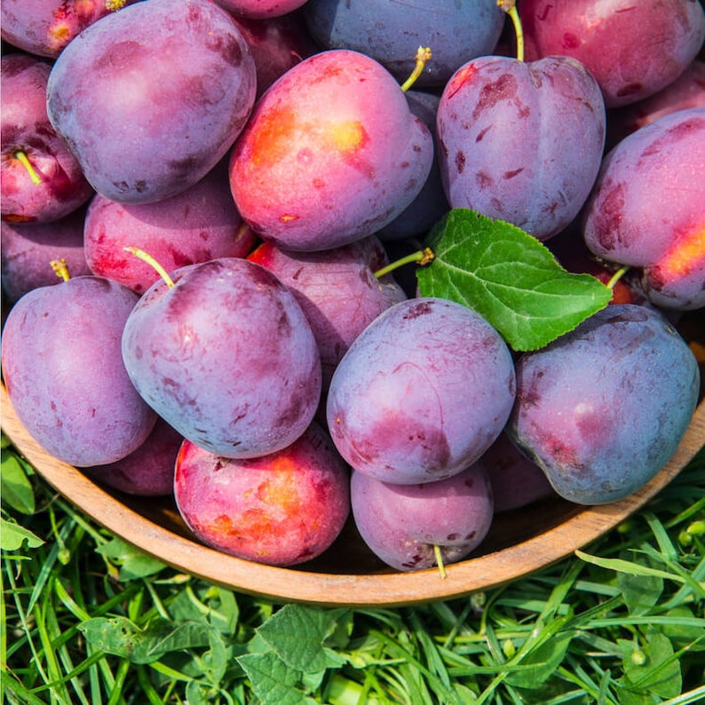 Fresh Angelica Plums – Juicy, Tart & Naturally Grown, Garden to Table ...
