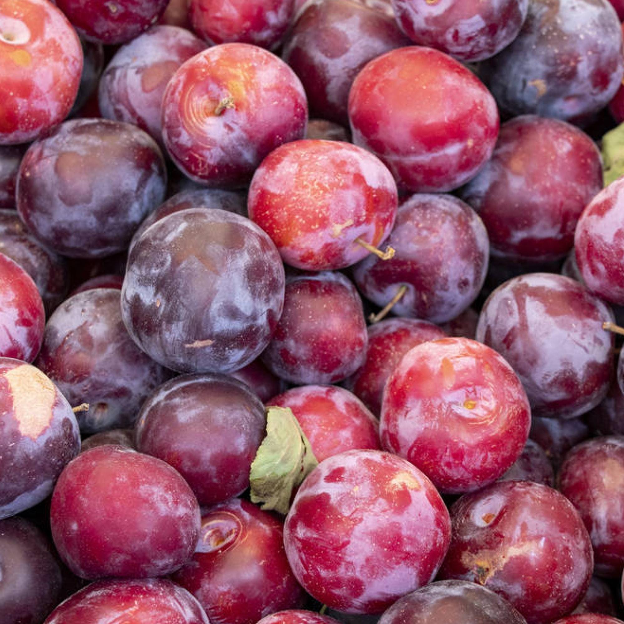 Fresh Angelica Plums – Juicy, Tart & Naturally Grown, Garden to Table ...