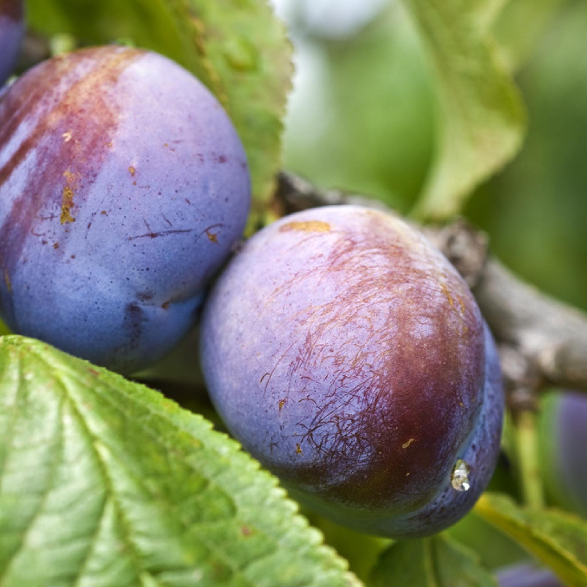 Fresh Angelica Plums – Juicy, Tart & Naturally Grown, Garden to Table ...