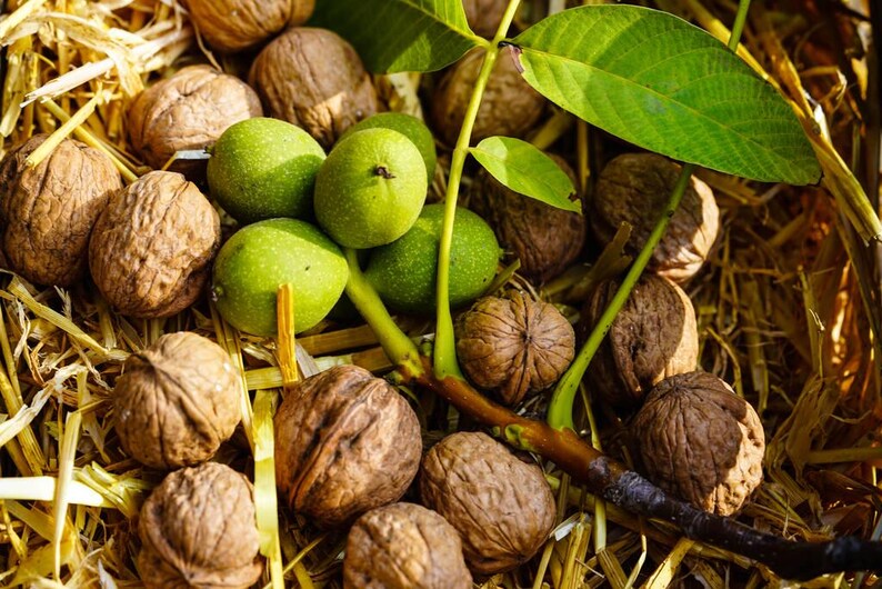 Organic Walnut, WALNUTS With Shell, High Quality Walnut, Healthy Snack ...