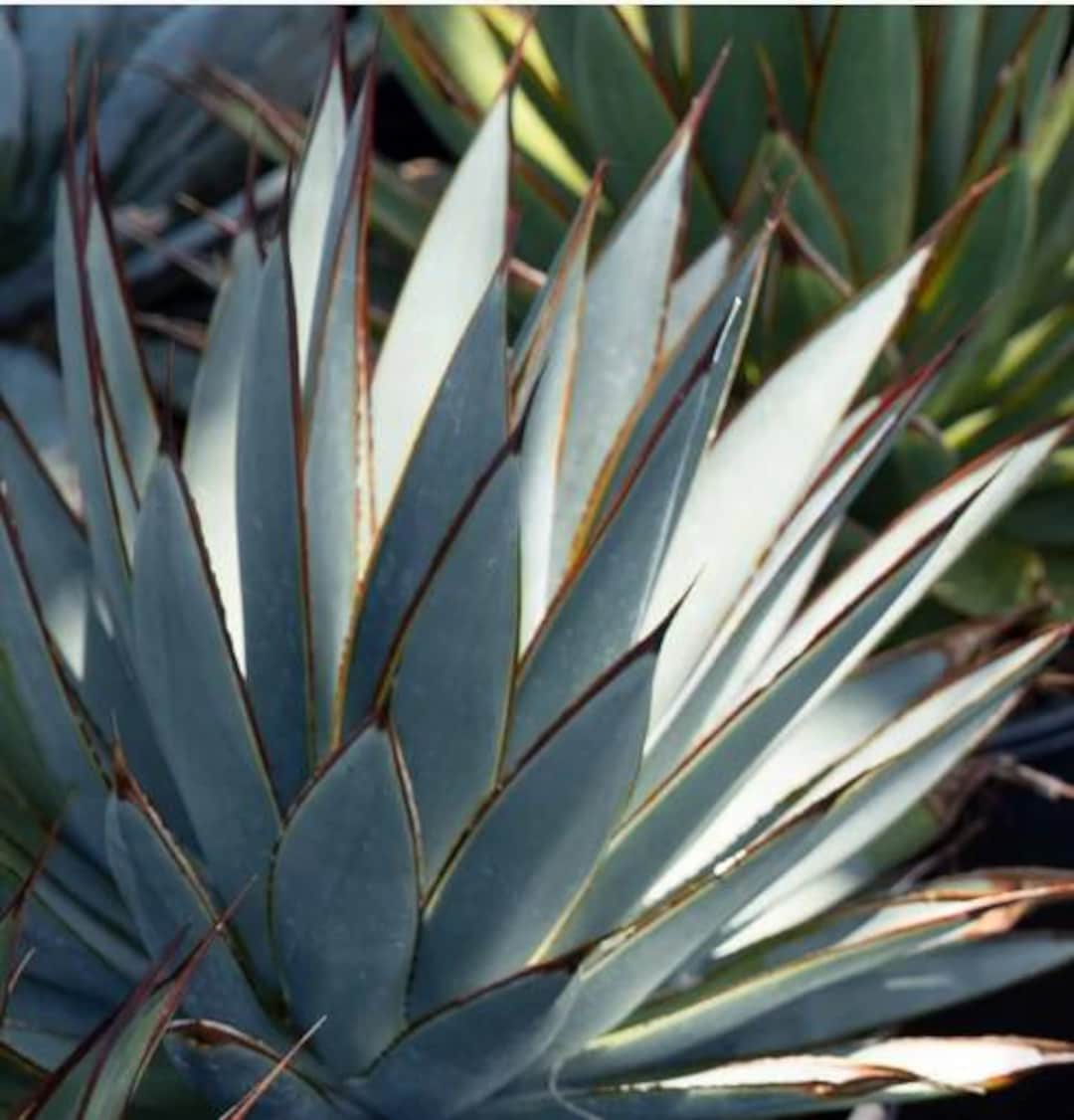 Agave 'blue Glow' – Rare Succulent | Drought-tolerant | Striking Blue ...