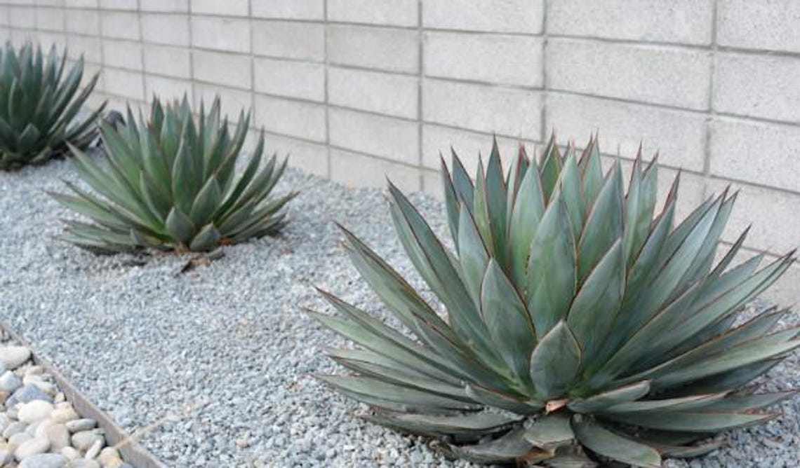 Agave 'blue Glow' – Rare Succulent | Drought-tolerant | Striking Blue ...