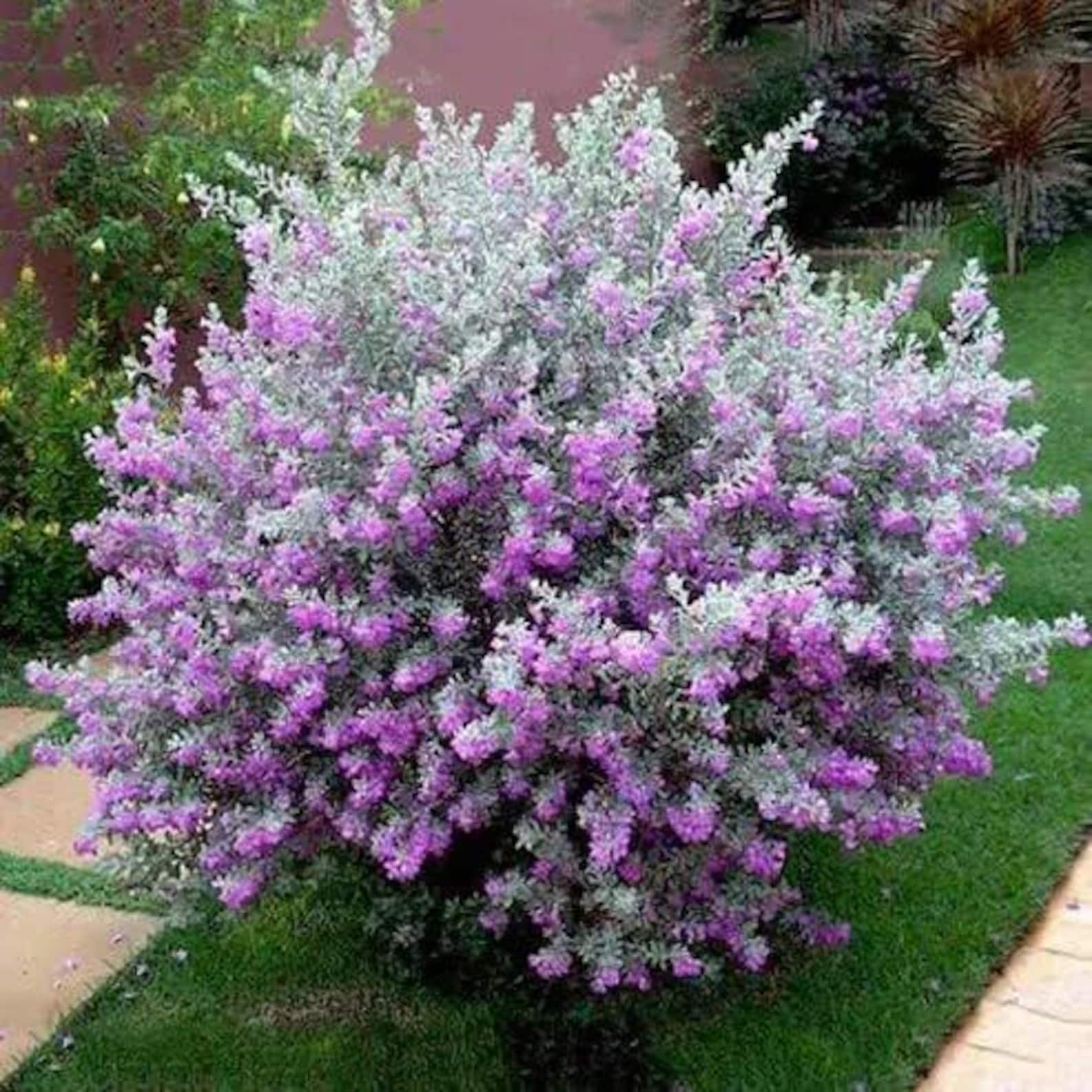 Texas Sage | Cenizo Plant | Drought-tolerant Native | BLOOMS AFTER ...