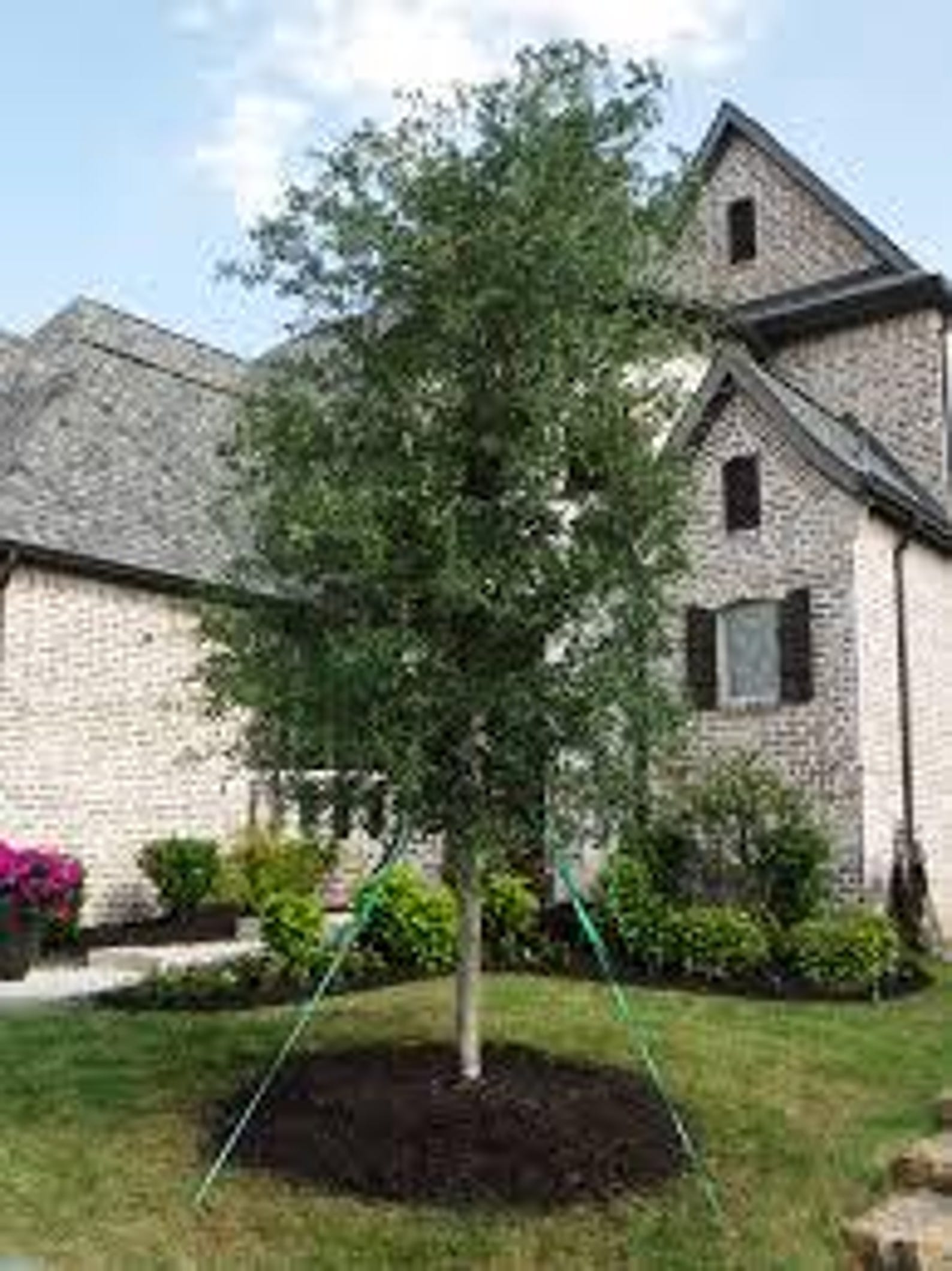 Live Oak Tree – 2 Ft Tall | Southern-grown | Hardy & Timeless Beauty ...